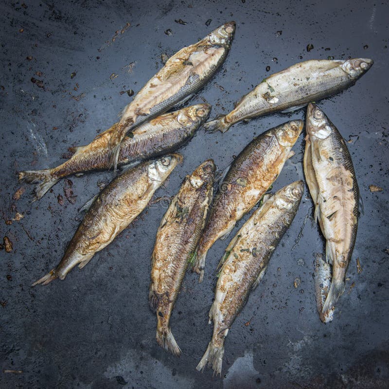 Fried common whitefish stock image. Image of crunchy - 148228381