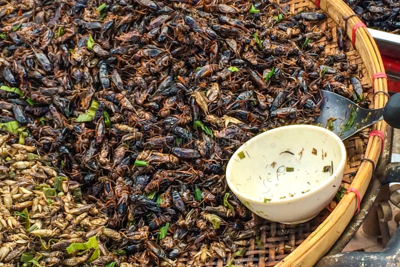 Fried cricket. stock photo. Image of insect, delicious - 21432196