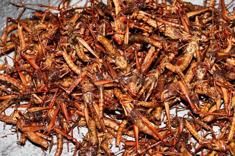 Fried crickets stock image. Image of exotic, thai, disgusting - 22929733