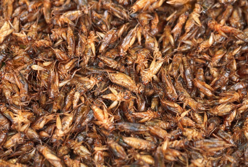 Edible Insects - Fried in Oil Crickets Stock Photo - Image of cuisine ...