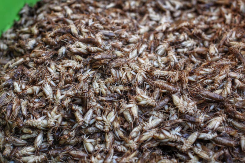 Fried crickets stock image. Image of cuisine, pile, meal - 36223167