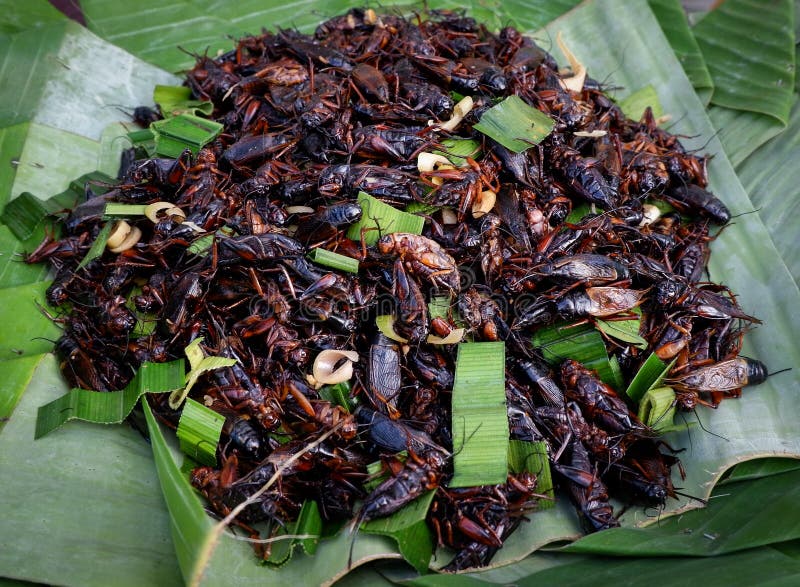 Fried crickets stock photo. Image of lunch, pile, gourmet - 86305346
