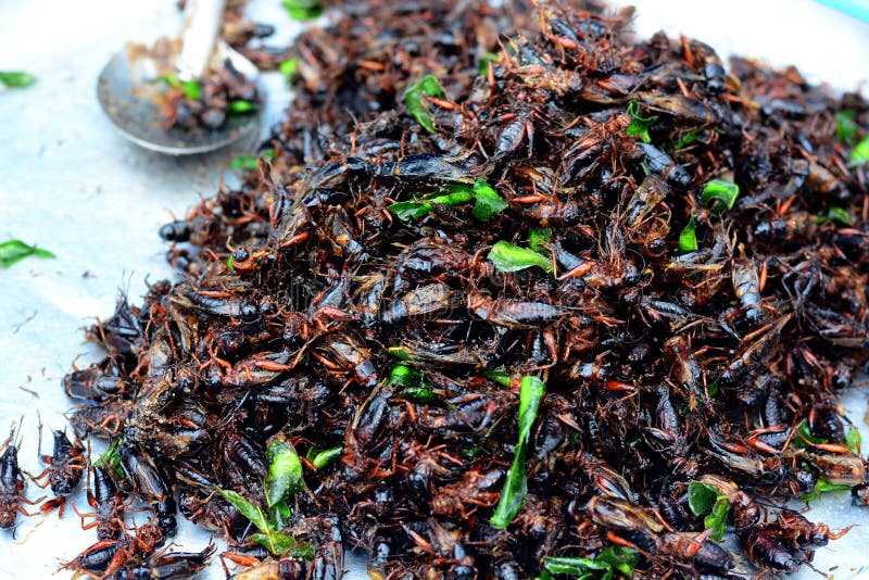 Fried Crickets at Market in Thailand Stock Image - Image of fried ...