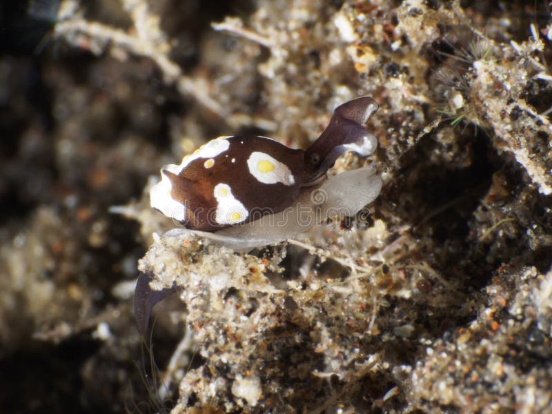 Fried eggs slug stock image. Image of colpodaspis, undersea - 73454611