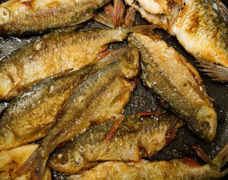 Sailfish Saltwater Sport Fishing Jumping Stock Image - Image of ...