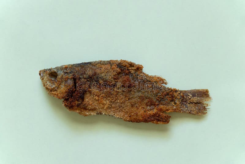 Fried Fish on Isolated Colored Background Closeup Stock Image - Image ...