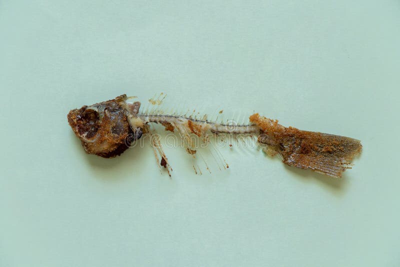 Fried Fish Skeleton on a Blue Background Closeup Stock Photo - Image of ...