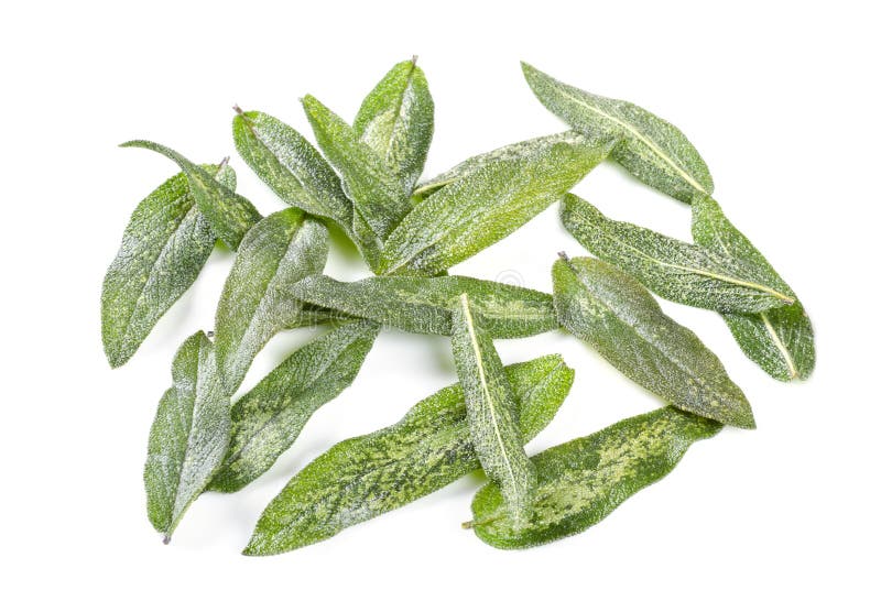 Fried Fresh Sage stock photo. Image of cooked, closeup - 27632106