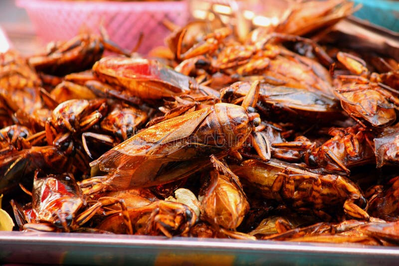 Fried Giant Water Bug Stock Photos - Free & Royalty-Free Stock Photos ...