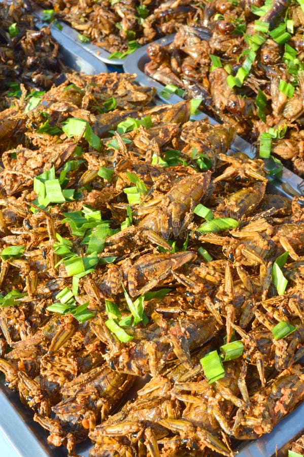 484 Giant Water Bug Stock Photos - Free & Royalty-Free Stock Photos ...