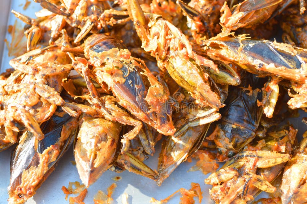 Fried giant water bug stock photo. Image of insect, cuisine - 76034568