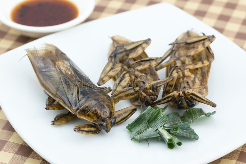 Fried Giant Water Bug on Dish Stock Image - Image of lunch, culture ...