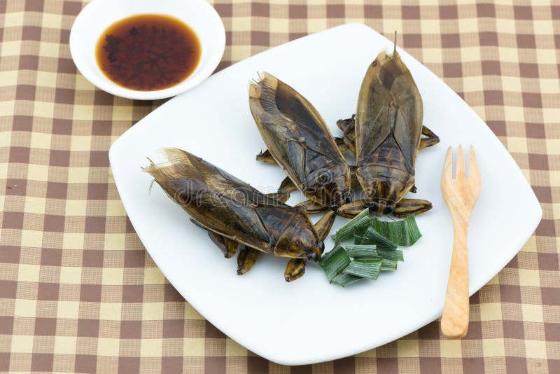 Fried Giant Water Bug on Dish Stock Image - Image of culture, diet ...