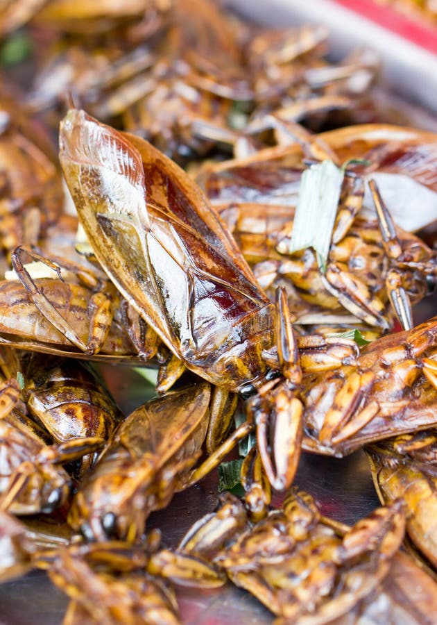 Fried Giant Water Bugs. stock photo. Image of hungry - 36382768