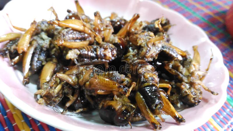 Insects fried in a plate stock photo. Image of meal - 107933544