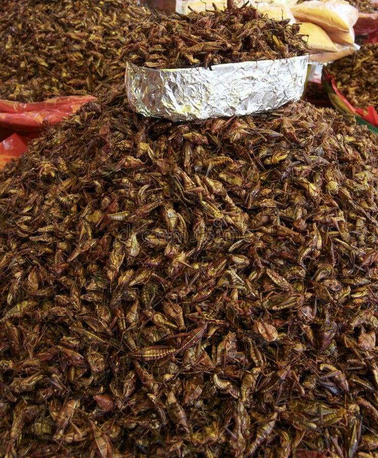 Fried grasshoppers stock image. Image of food, edible - 16662251