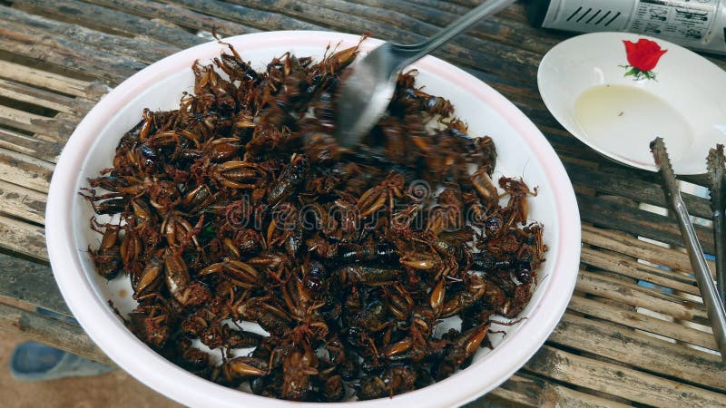 Pile of Deep Fried Grasshoppers in a Plastic Plate Stock Footage ...