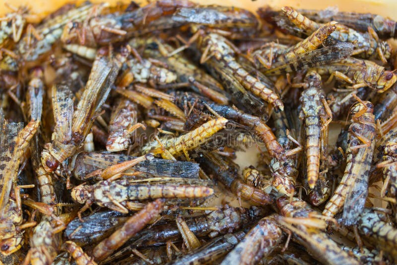 Fried Grasshoppers or Locusts Stock Image - Image of grasshopper ...