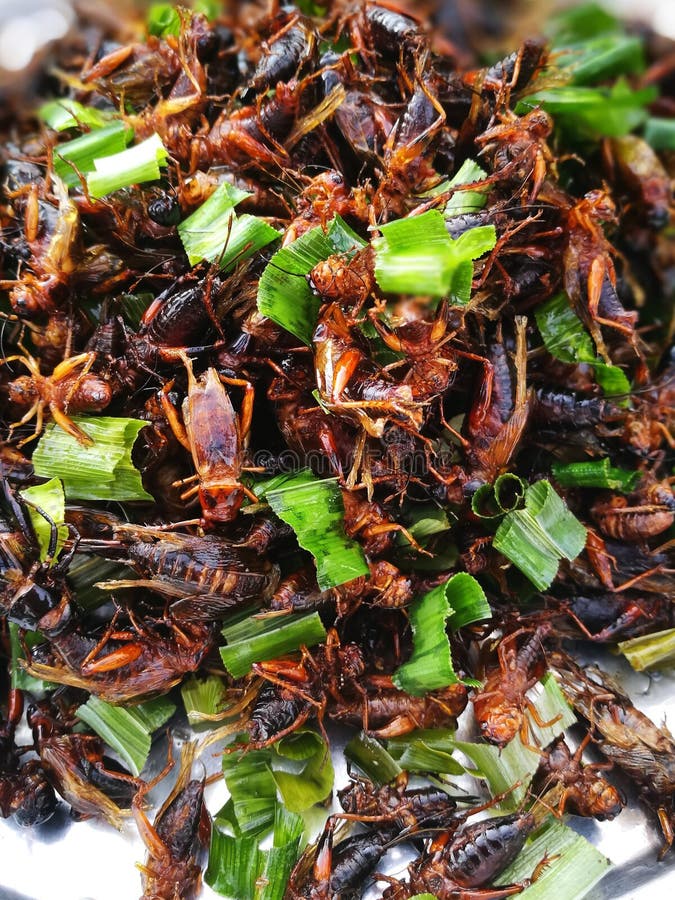 Insect from Thailand stock image. Image of macro, thailand - 35615113