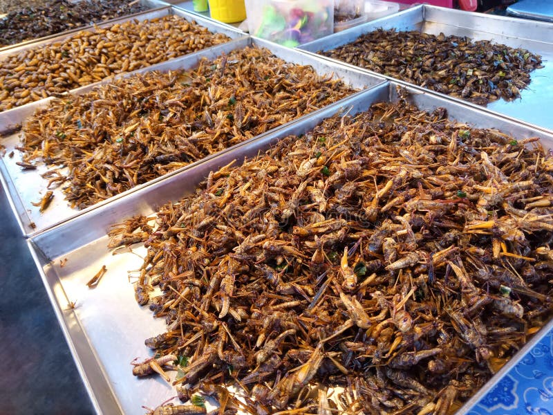 Fried insects stock photo. Image of edible, grasshoppers - 184767944