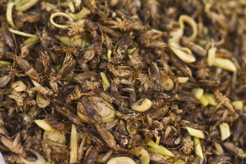 Fried insects stock image. Image of meal, black, herb - 28756443