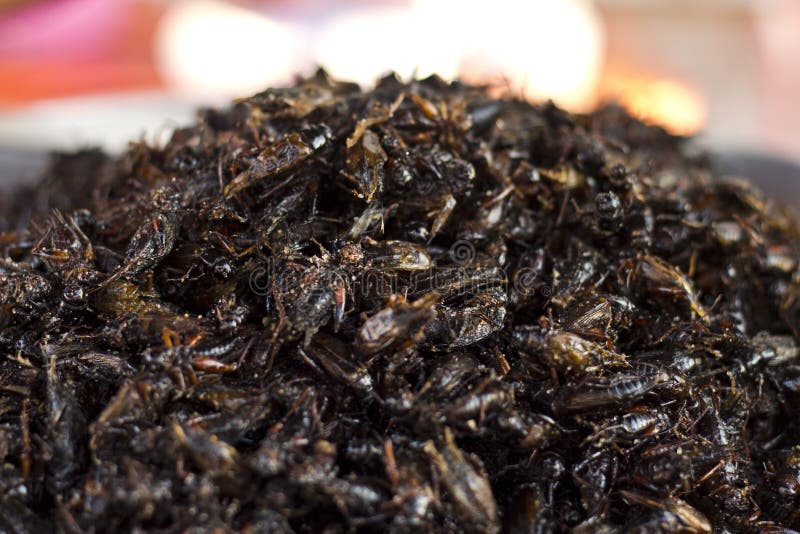 Fried insects stock image. Image of color, arthropod - 28756555