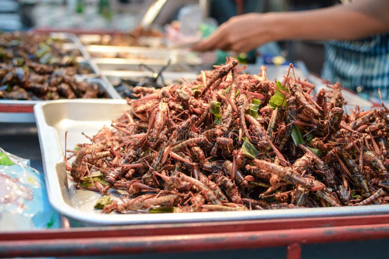 Fried Insects in Bangkok, Thailand Stock Photo - Image of food, bangkok ...