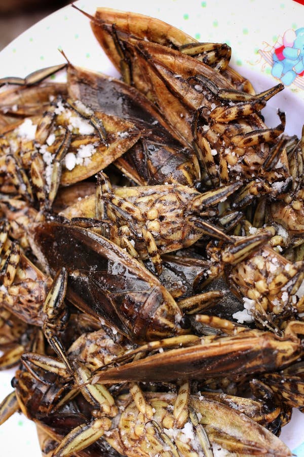 Fried insects mealworms stock photo. Image of caterpillar - 36398458