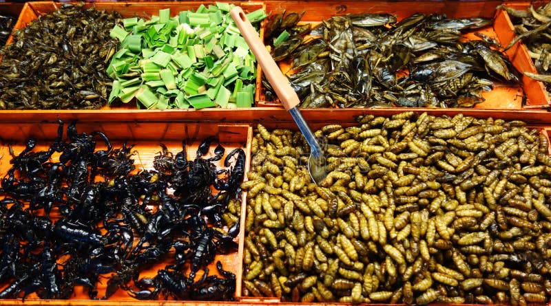 Fried Insects Tacos, Mexican Cuisine Stock Image - Image of kitchen ...