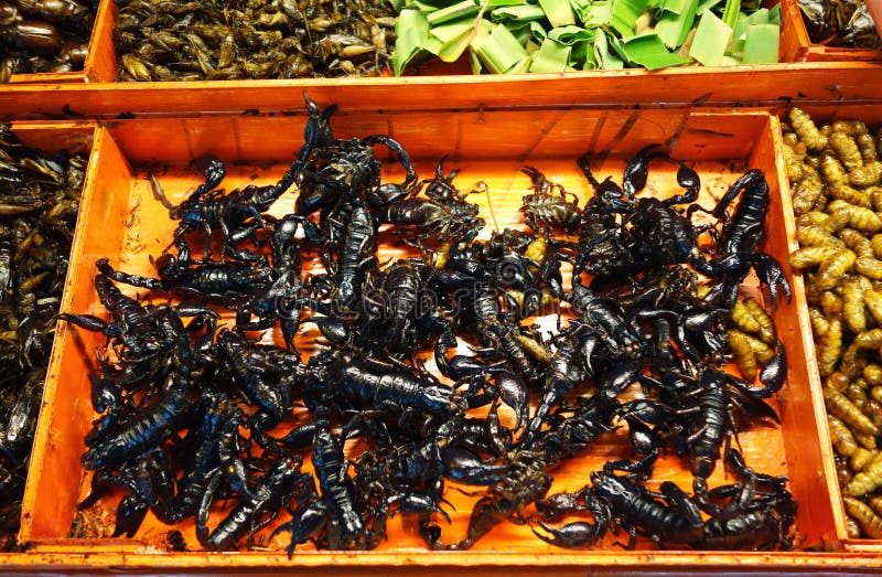Fried insects stock image. Image of nutrition, beetles - 46703519