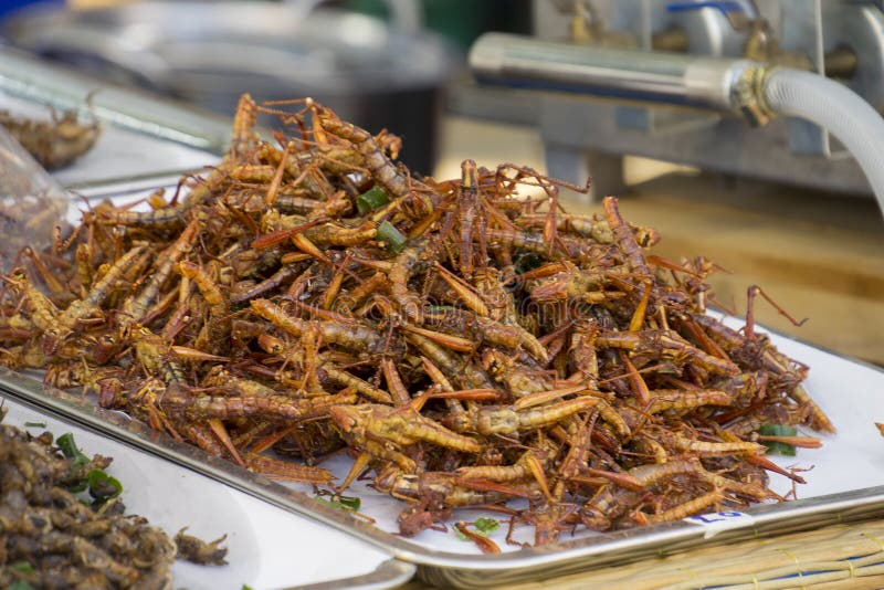 Fried insects stock photo. Image of edible, animal, food - 199748044