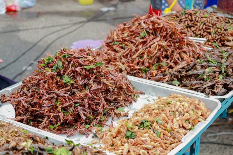 Fried insects stock photo. Image of insects, snack, cuisine - 47282760