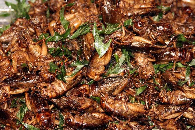 Fried Cockroach Recipe