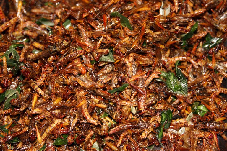 Fried locust stock photo. Image of cuisine, cook, frying - 3055154