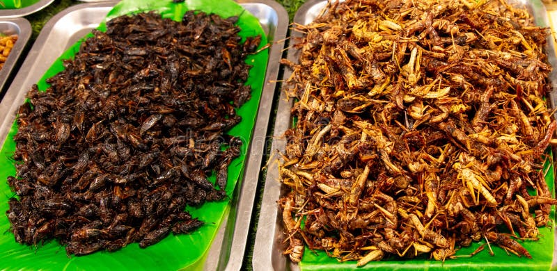 Fried Maggots and Grasshoppers. Food in Thailand Stock Image - Image of ...