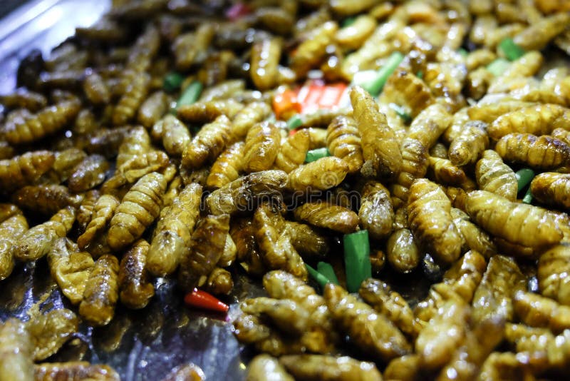 1,080 Maggots Photos - Free & Royalty-Free Stock Photos from Dreamstime