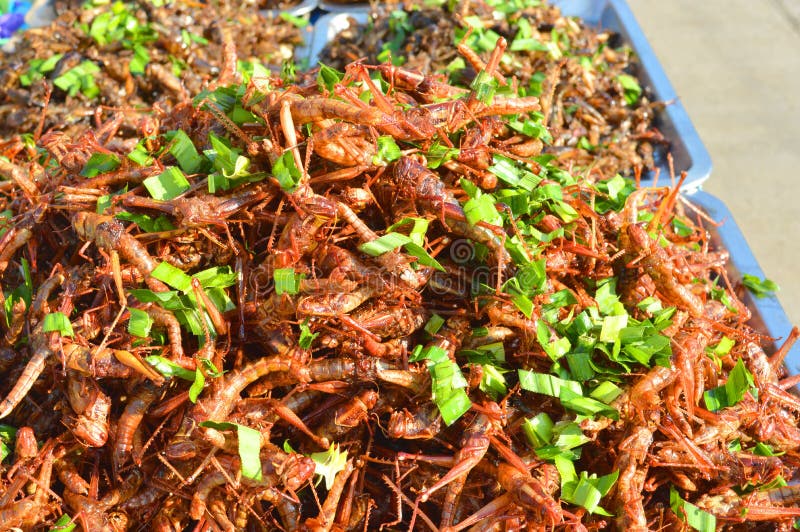 Fried Patanga grasshopper stock image. Image of appetizing - 76034477