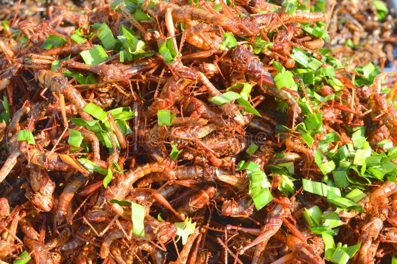 Fried Patanga grasshopper stock image. Image of gourmet - 76034505