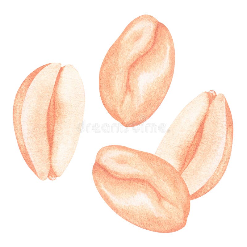 Fried Peanuts without Shells. Watercolor Illustration. Isolated on a ...