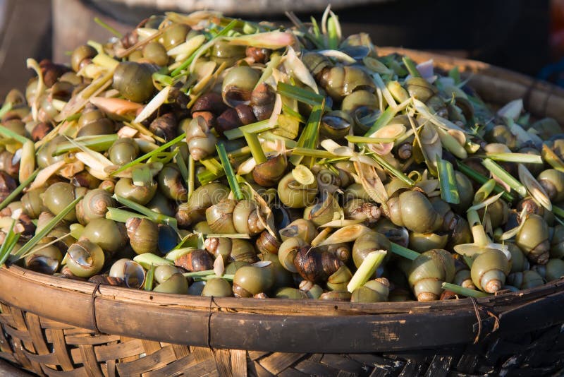 Fried shell stock image. Image of boil, bulk, food, meal - 33411891