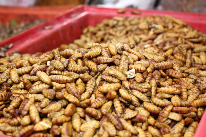 Fried Silk Worms - Chinese Street Food Stock Photo - Image of silkworm ...