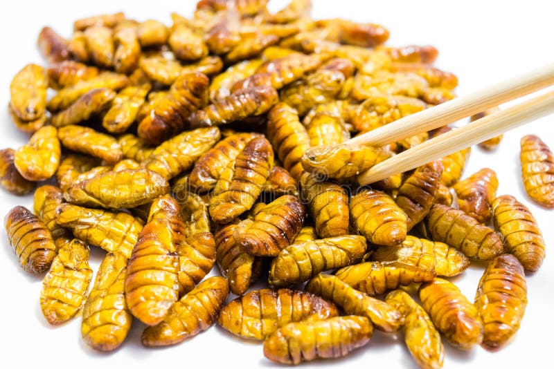 Fried silkworm`s pupa stock image. Image of diet, food - 144238859