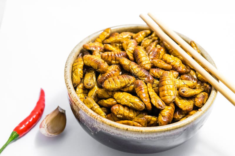 Fried silkworm`s pupa stock image. Image of diet, food - 144238859