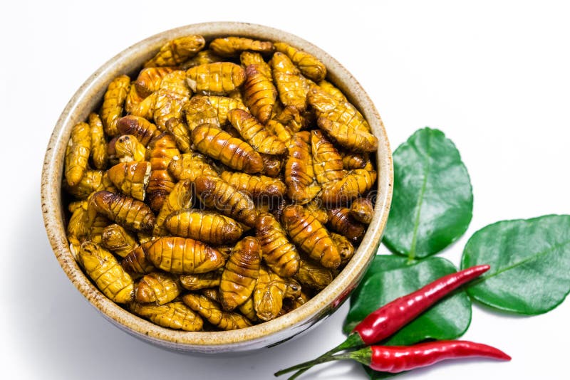 Fried silkworm`s pupa stock photo. Image of food, green - 144238820