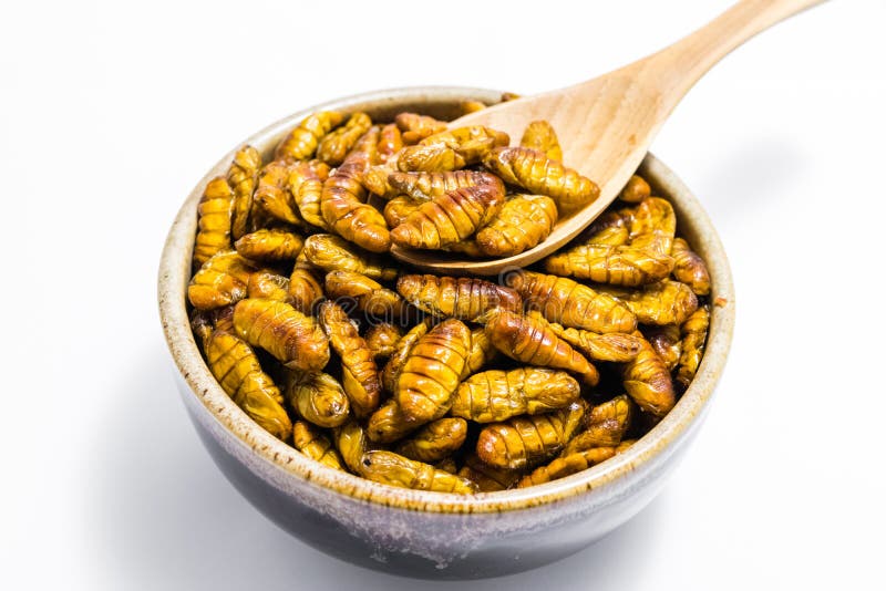 Fried silkworm`s pupa stock image. Image of isolated - 144238863