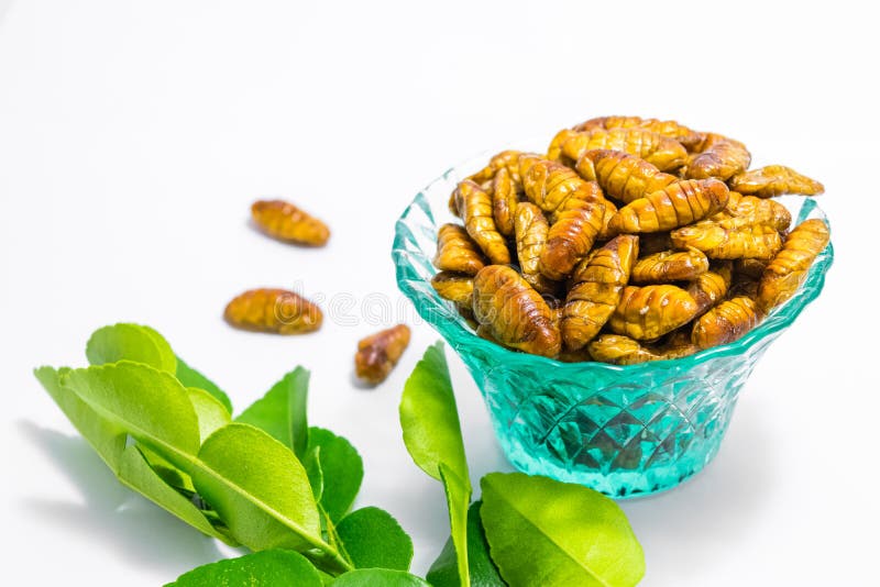 Fried silkworm`s pupa stock photo. Image of natural - 144239404
