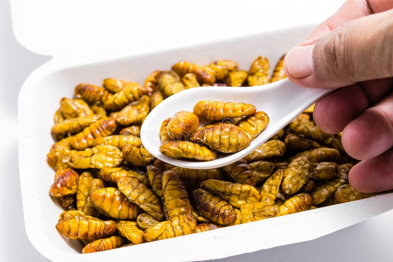 Fried silkworm`s pupa stock image. Image of nature, breakfast - 144240481