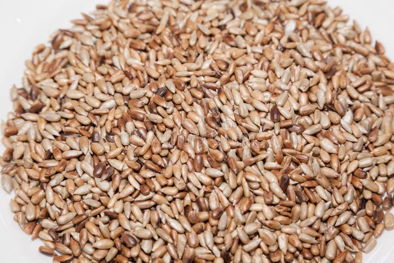 Fried Sunflower Seed Kernels Stock Image - Image of focus, peel: 61557239