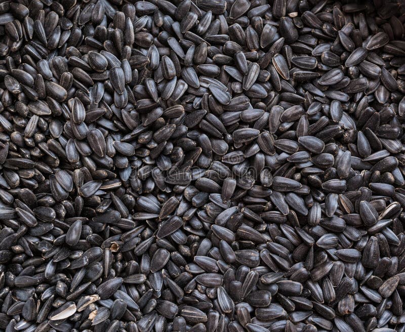 Fried sunflower seeds. stock photo. Image of grain, diet - 97451566