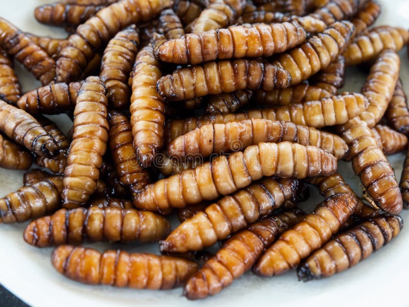 Fried worm on white dish stock image. Image of lunch - 352372587